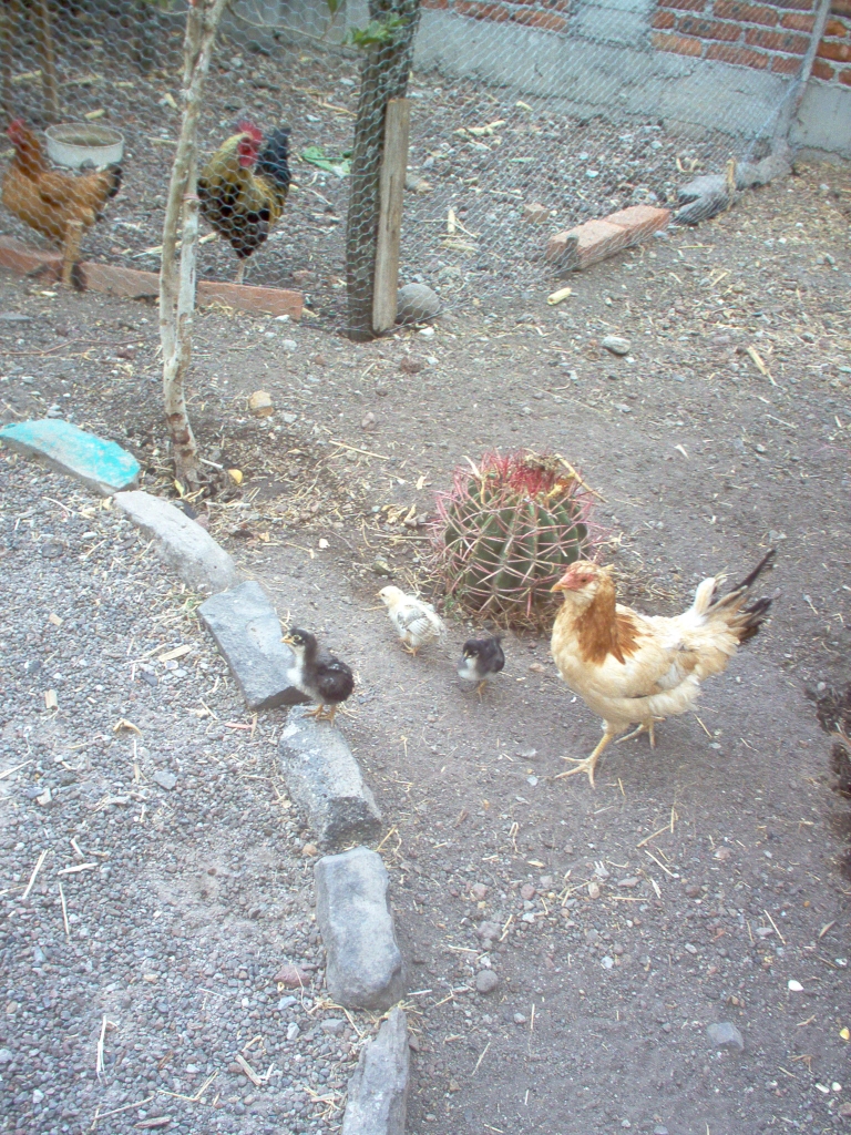So why did the chicken cross the road? | Surviving Mexico