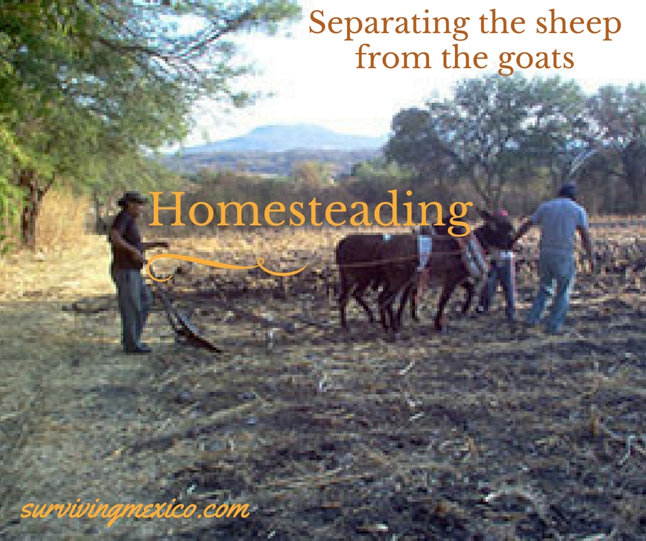Separating the sheep from the goats | Surviving Mexico