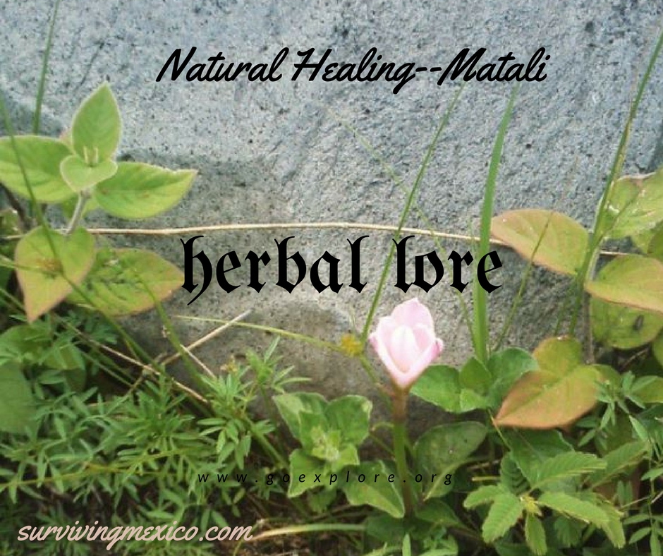 Natural Healing–Wandering Jew Matali tea | Surviving Mexico