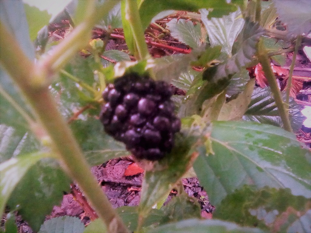 Blackberry Leaf Tea | Surviving Mexico