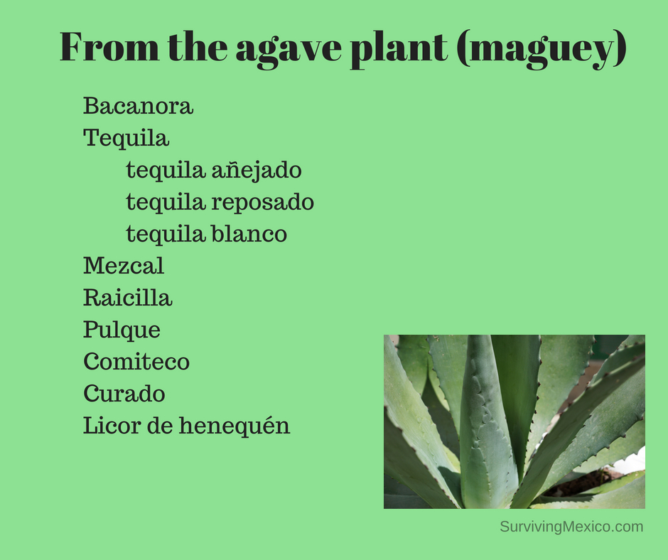From the agave plant (maguey) | Surviving Mexico