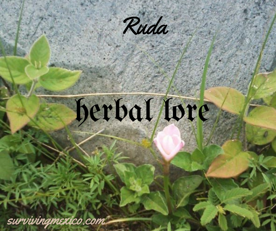 Natural Healing — Ruda | Surviving Mexico