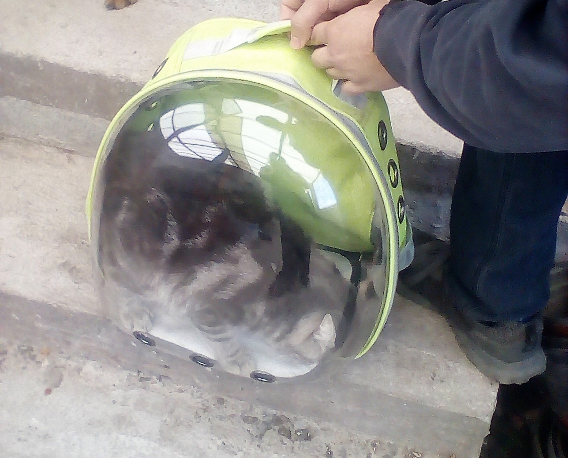 Animal Husbandry | Surviving Mexico | Page 6