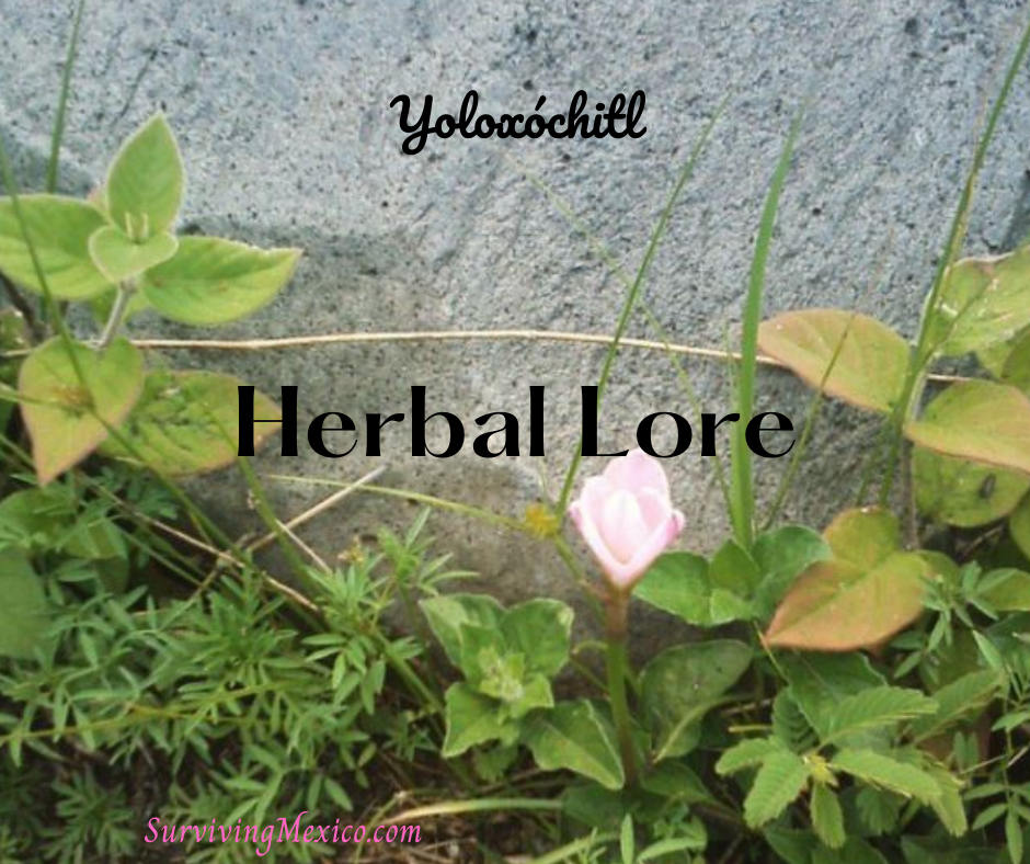 Natural Healing — Yoloxóchitl | Surviving Mexico
