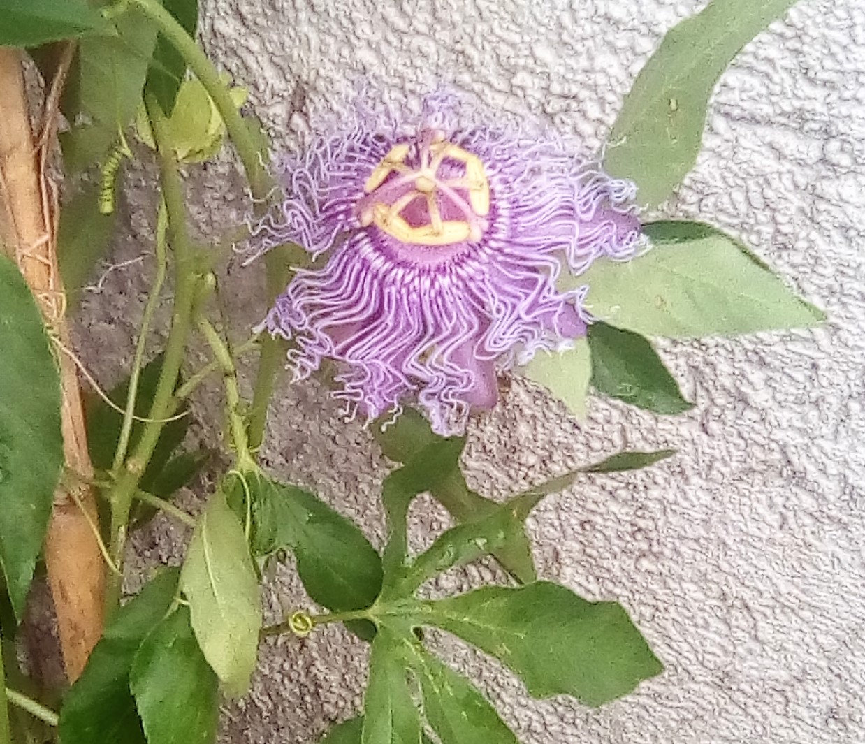 Natural Healing — Pasiflora | Surviving Mexico