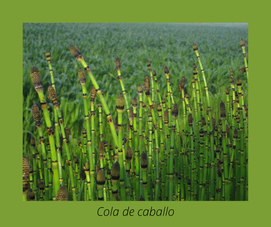 Natural Healing — Cola de Caballo | Surviving Mexico