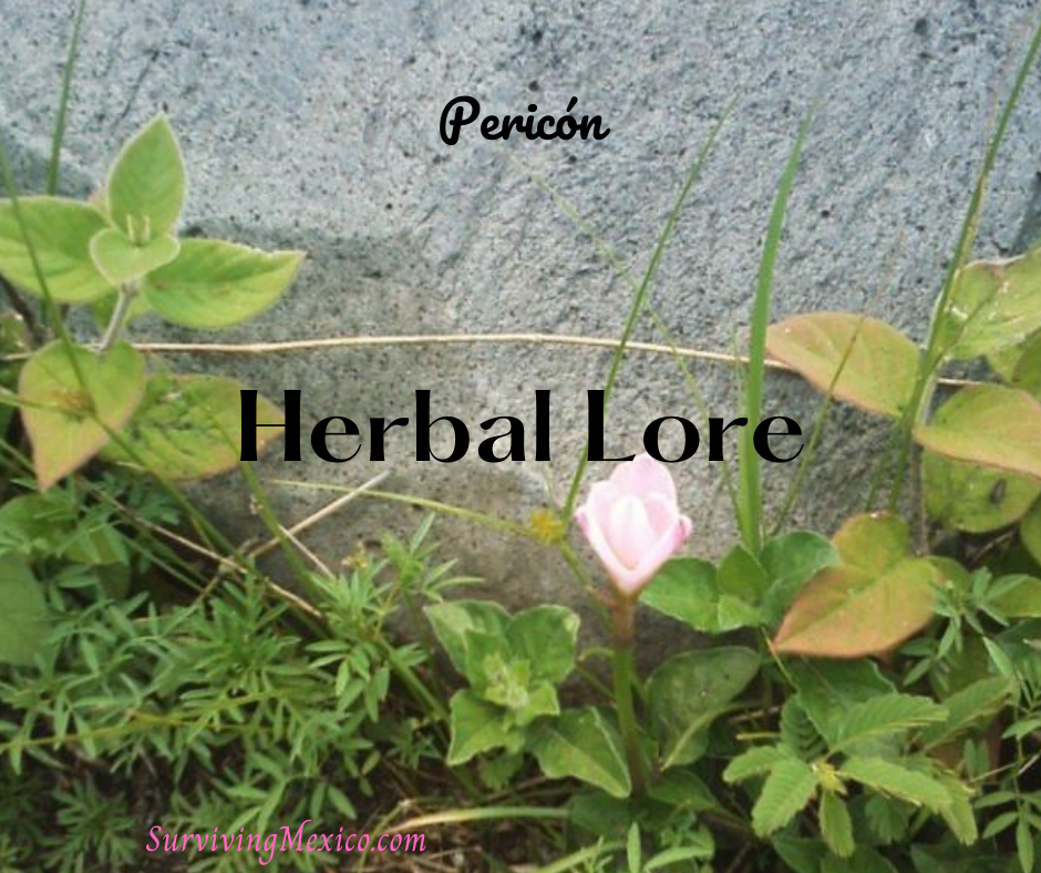 Natural Healing — Pericón | Surviving Mexico