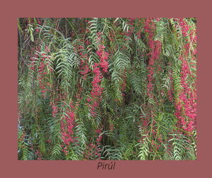 Natural Healing — Pirúl | Surviving Mexico