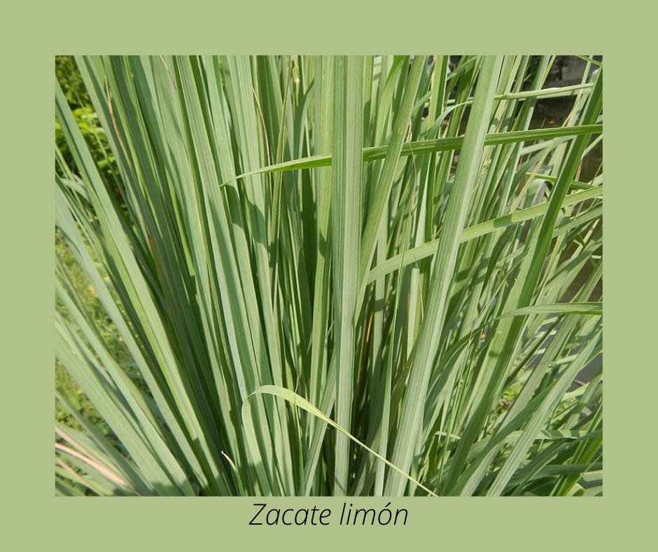 Natural Healing — Zacate Limón | Surviving Mexico