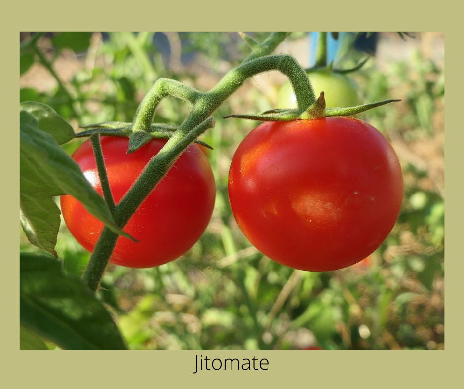 Alternative Farming | Surviving Mexico