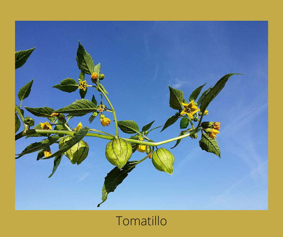 Alternative Farming | Surviving Mexico