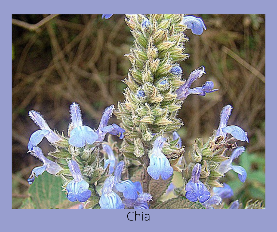 Natural Healing — Chia | Surviving Mexico