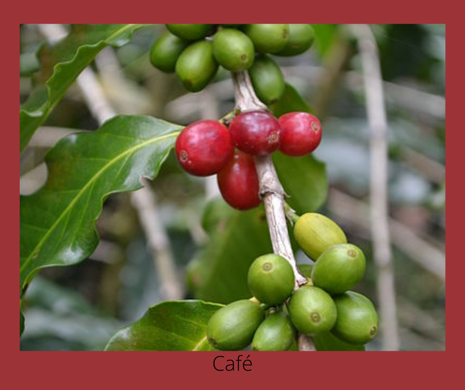 Natural Healing — Café | Surviving Mexico