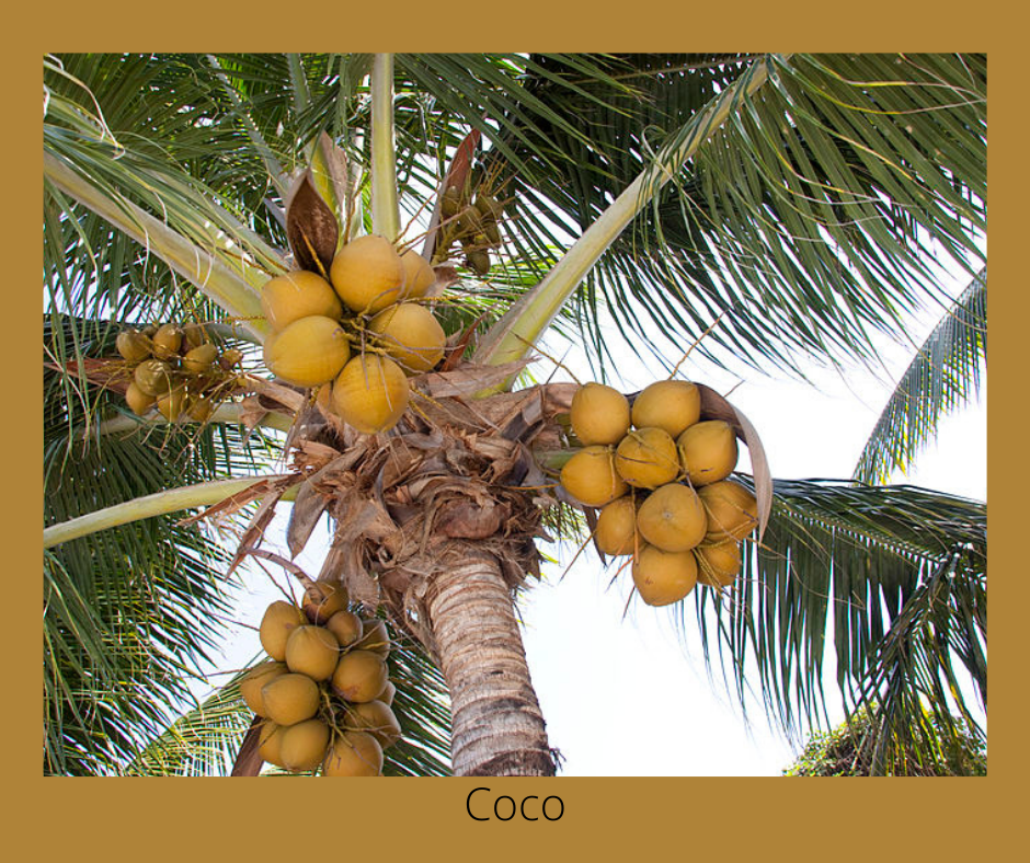 Natural Healing — Coco | Surviving Mexico