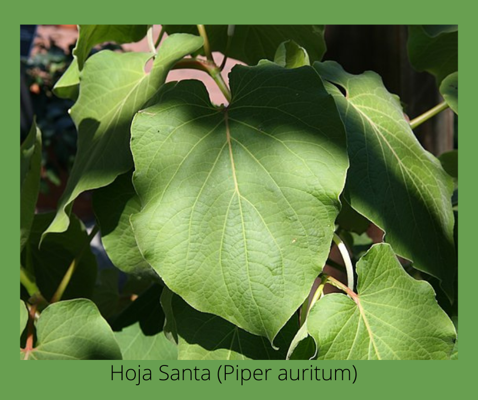 Natural Healing — Hoja Santa | Surviving Mexico