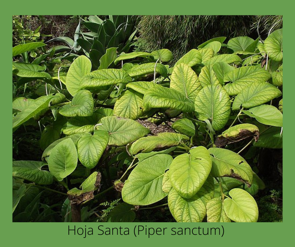 Natural Healing — Hoja Santa | Surviving Mexico