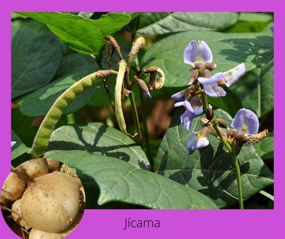 Mexican Food and Drink | Surviving Mexico | Page 3