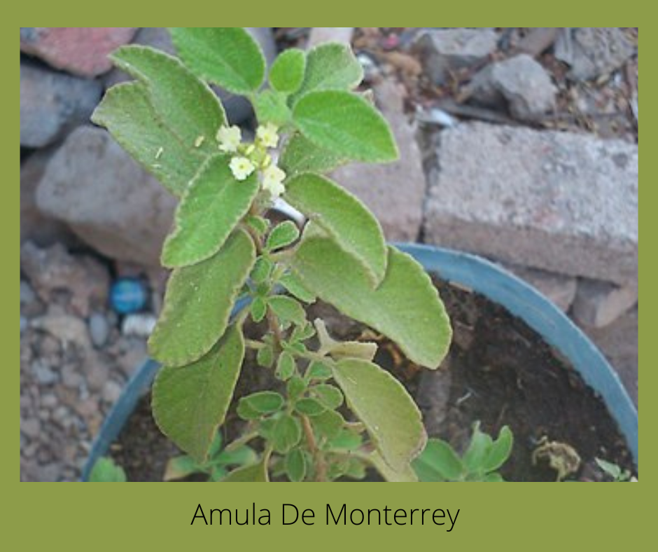 Blog Posts | Surviving Mexico | Adventures and Disasters