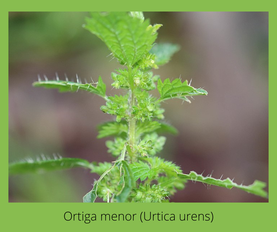 Natural Healing — Ortiga | Surviving Mexico