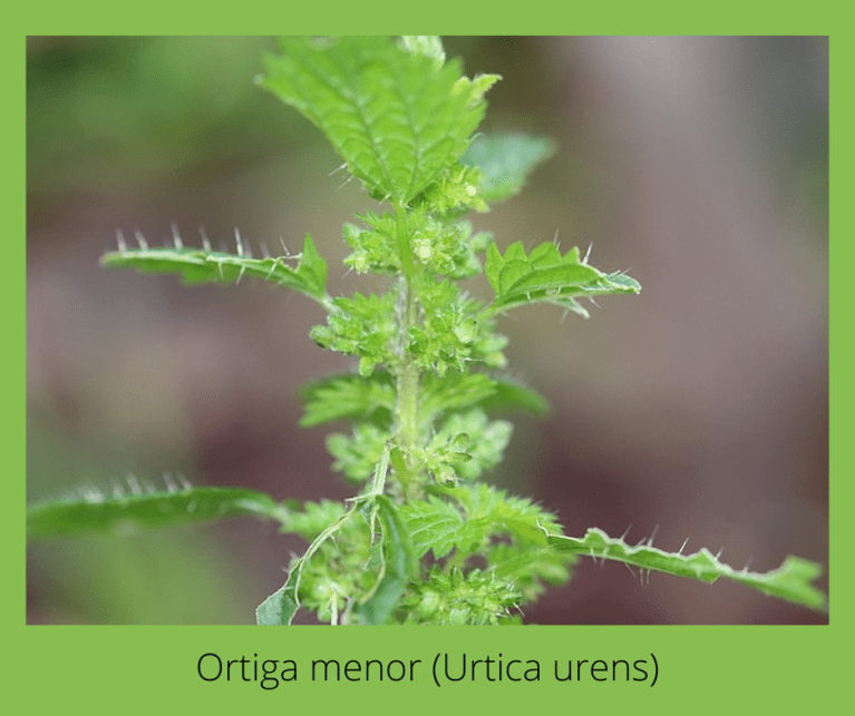 Natural Healing — Ortiga | Surviving Mexico