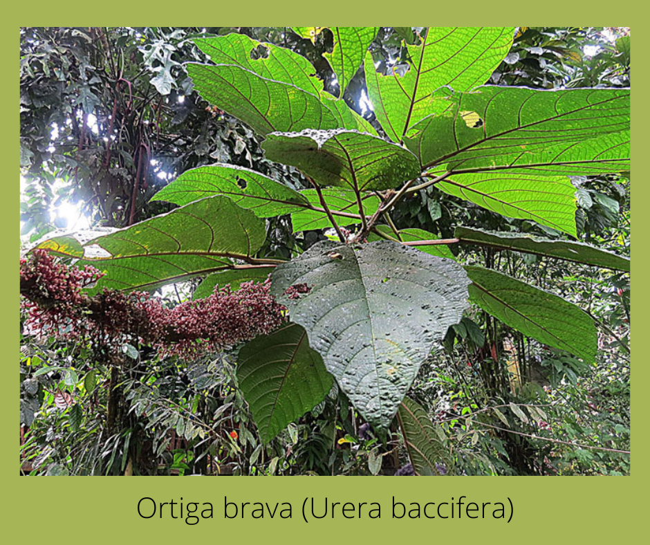 Natural Healing — Ortiga | Surviving Mexico