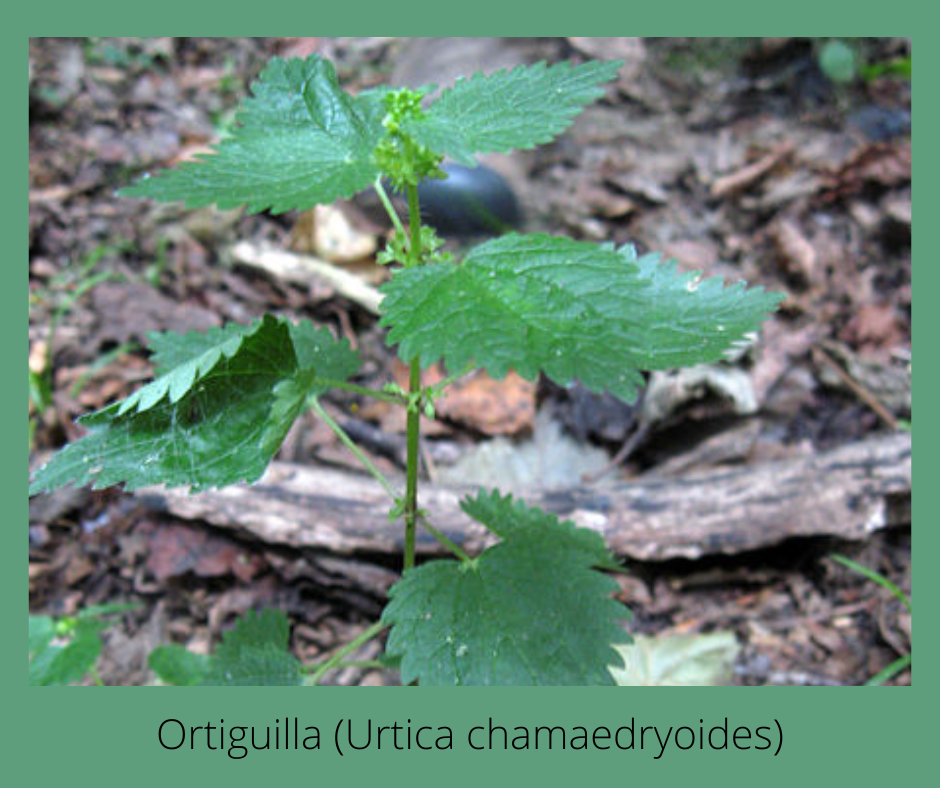 Natural Healing — Ortiga | Surviving Mexico